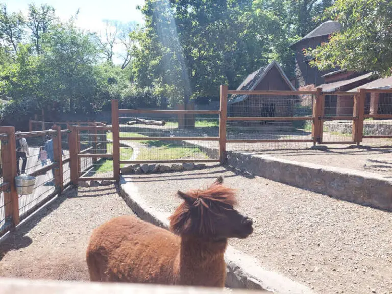 Belgrade Zoo: Everything You Need to Know Before Visiting - Be in Belgrade