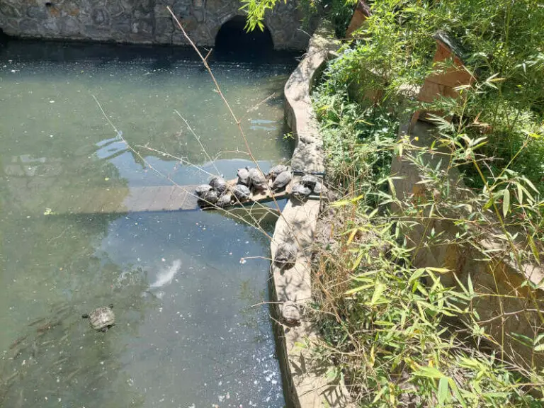 Belgrade Zoo: Everything You Need to Know Before Visiting - Be in Belgrade