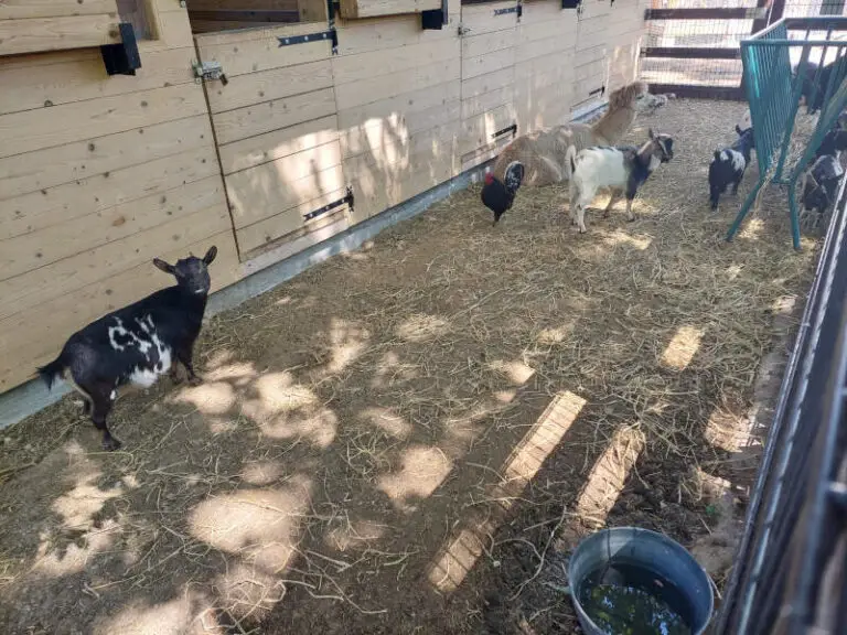 Belgrade Zoo: Everything You Need to Know Before Visiting - Be in Belgrade