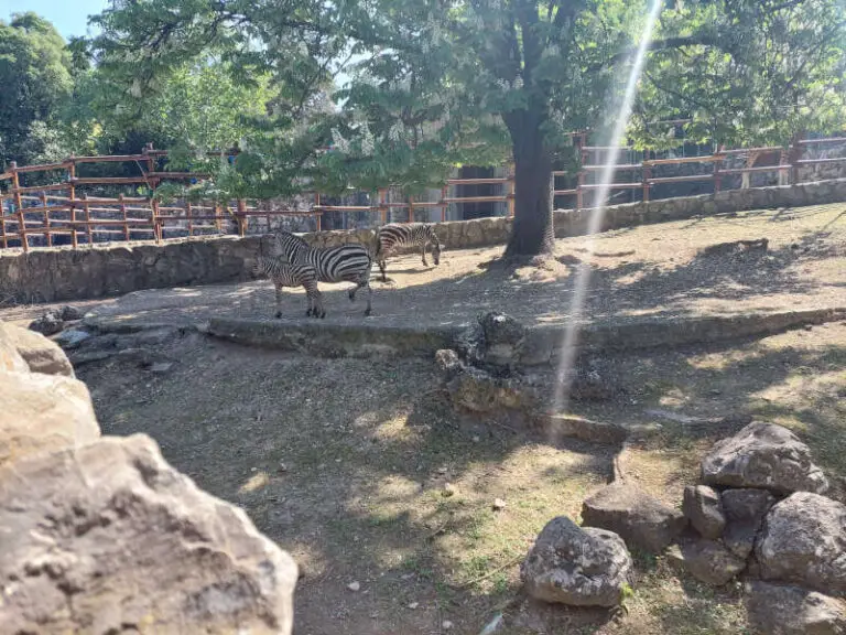 Belgrade Zoo: Everything You Need to Know Before Visiting - Be in Belgrade
