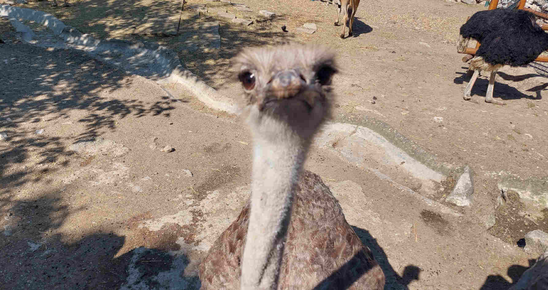 Belgrade Zoo: Everything You Need to Know Before Visiting - Be in Belgrade